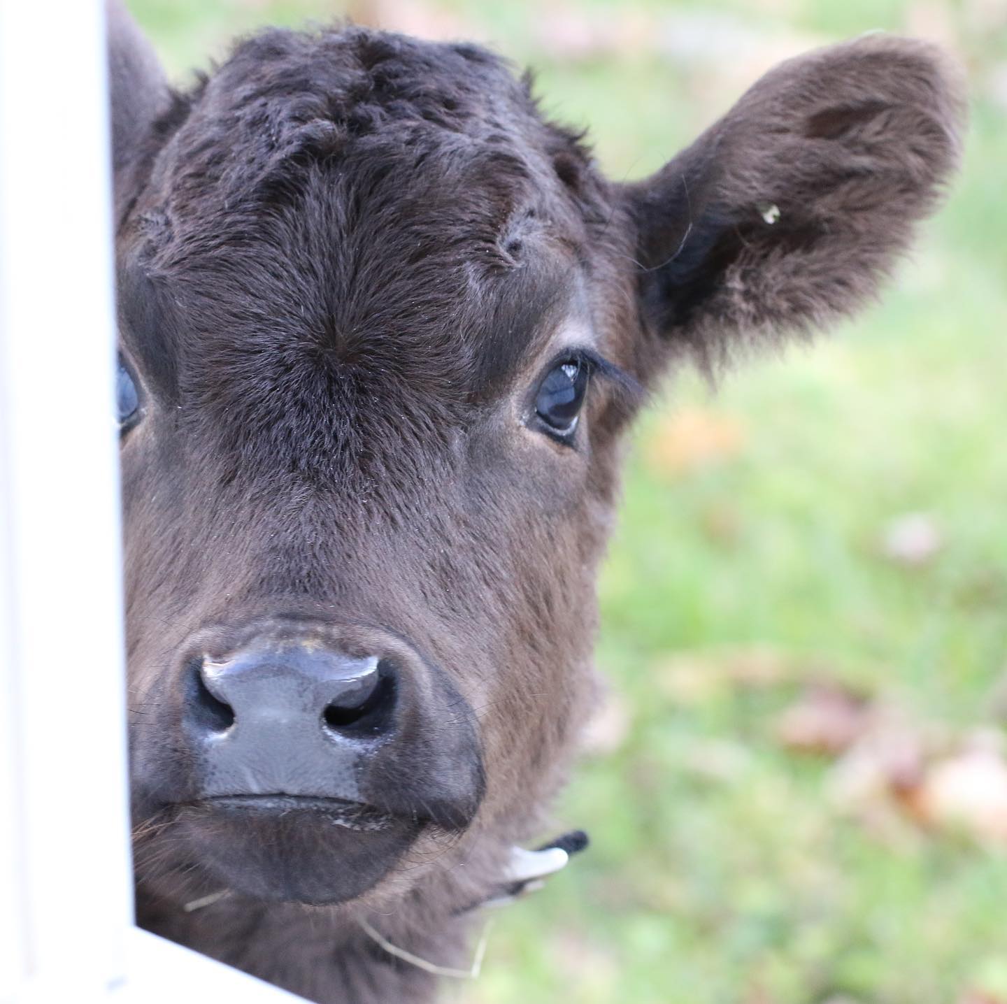 What We're Eating: Vermont Wagyu Beef | The Fashionable Housewife ...